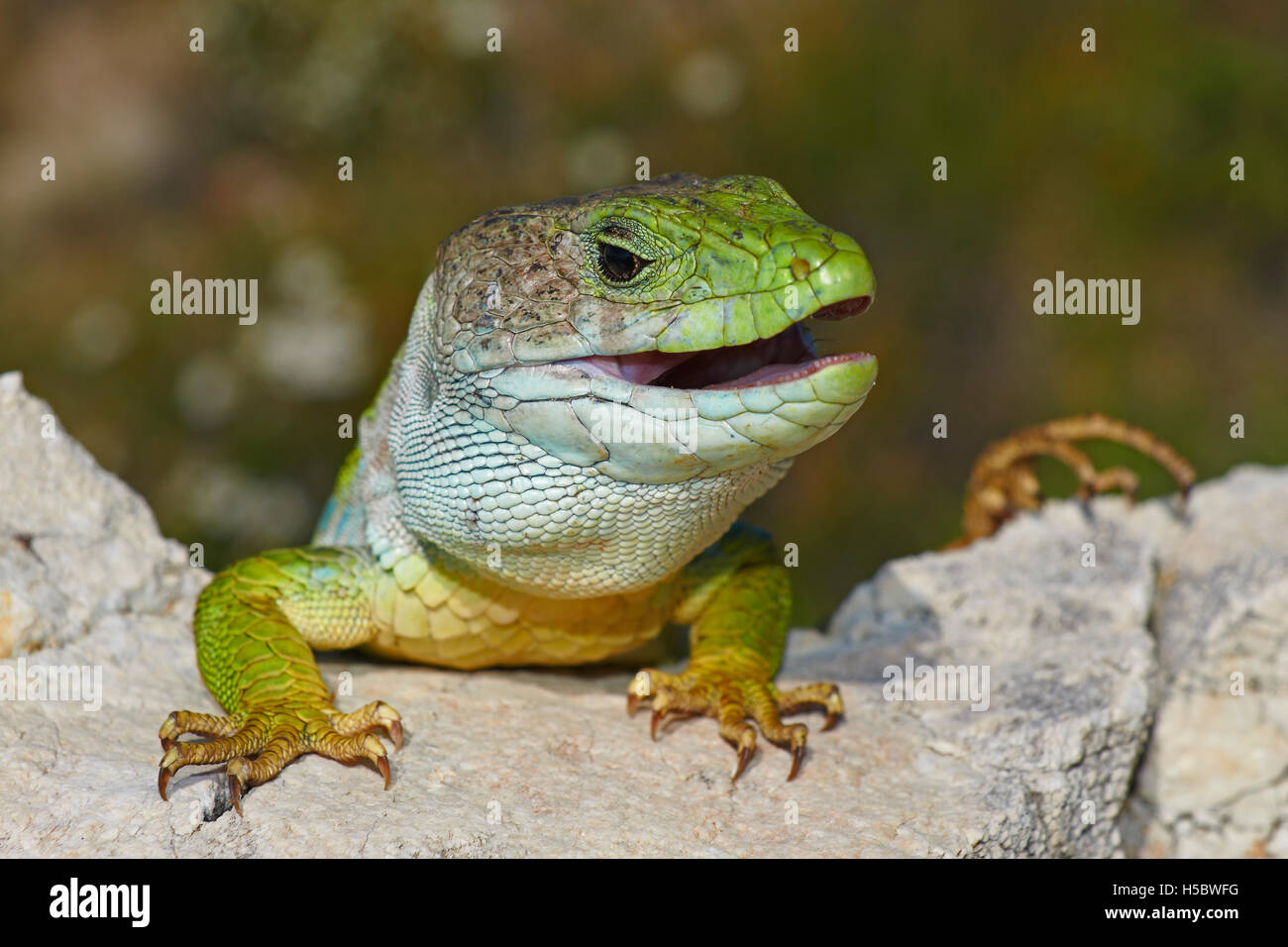 Ocellated lizard (Lacerta lepida), Timon Lepidus, Benalmadena, Malaga ...