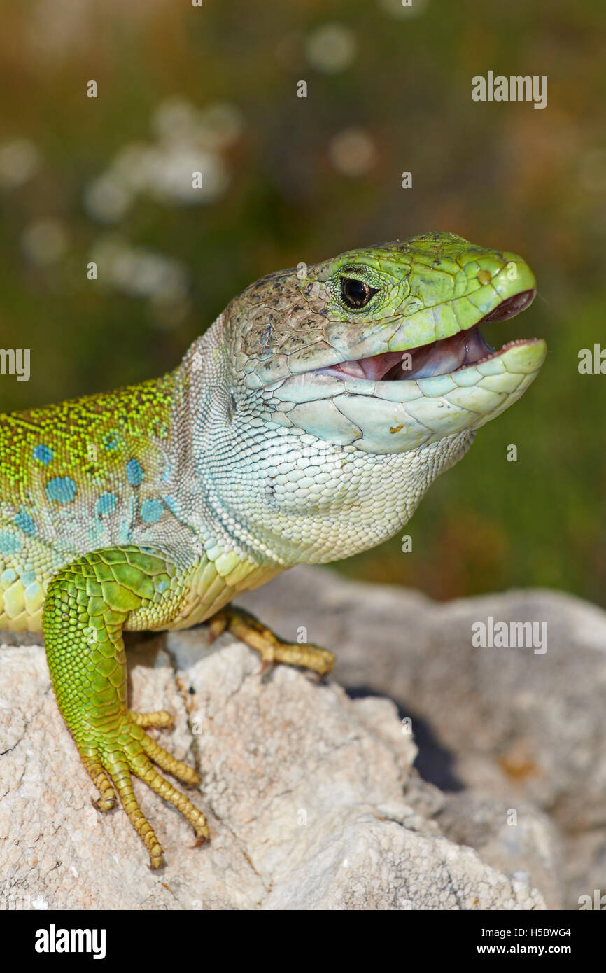 Jewelled lizard lacerta lepida hi-res stock photography and images - Alamy