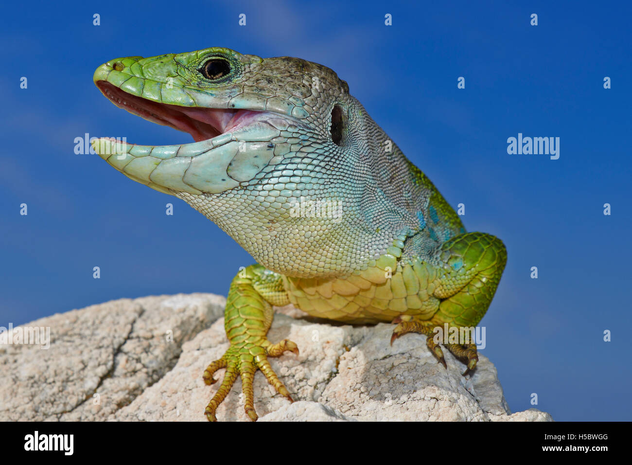 Ocellated lizard (Lacerta lepida), Timon Lepidus, Benalmadena, Malaga ...