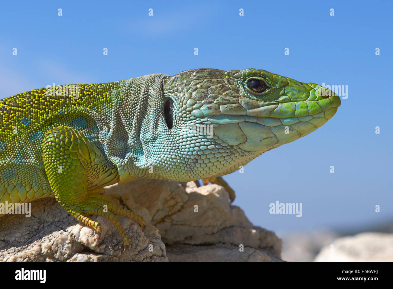 Jewelled lizard lacerta lepida hi-res stock photography and images - Alamy