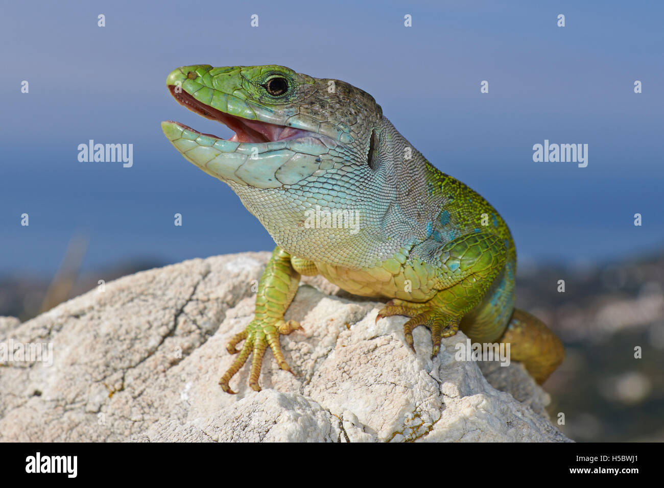 Ocellated lizard (Lacerta lepida), Timon Lepidus, Benalmadena, Malaga ...