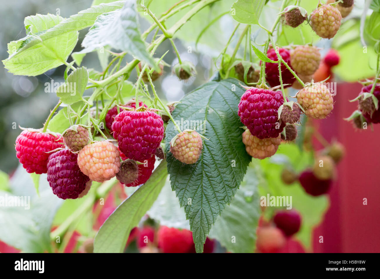 Close up ripe raspberries branch hi-res stock photography and images ...