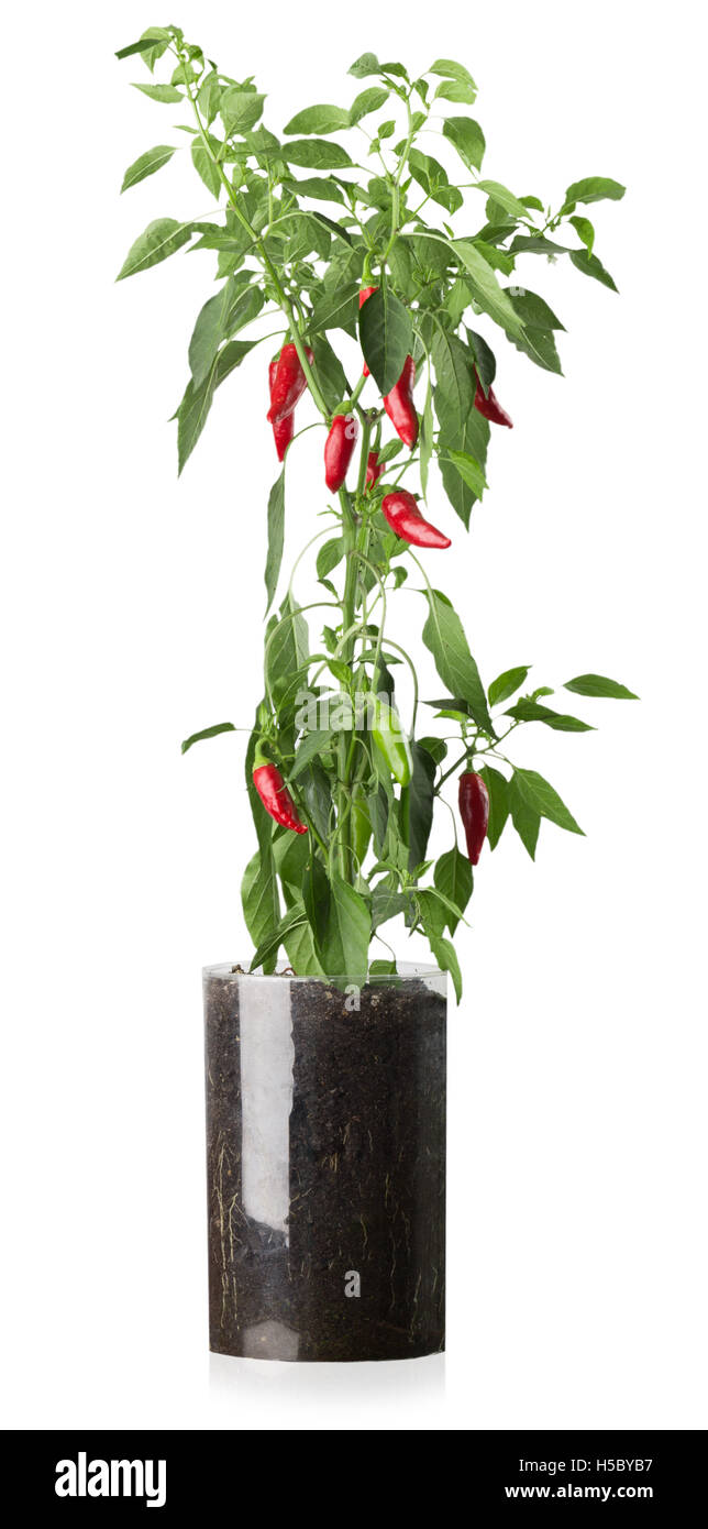 Bush pepper hi-res stock photography and images - Alamy