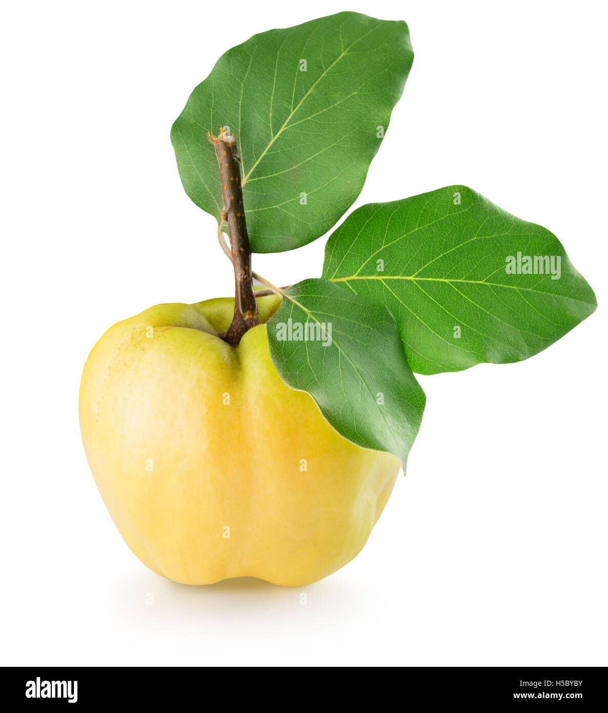 quince isolated on the white background Stock Photo - Alamy