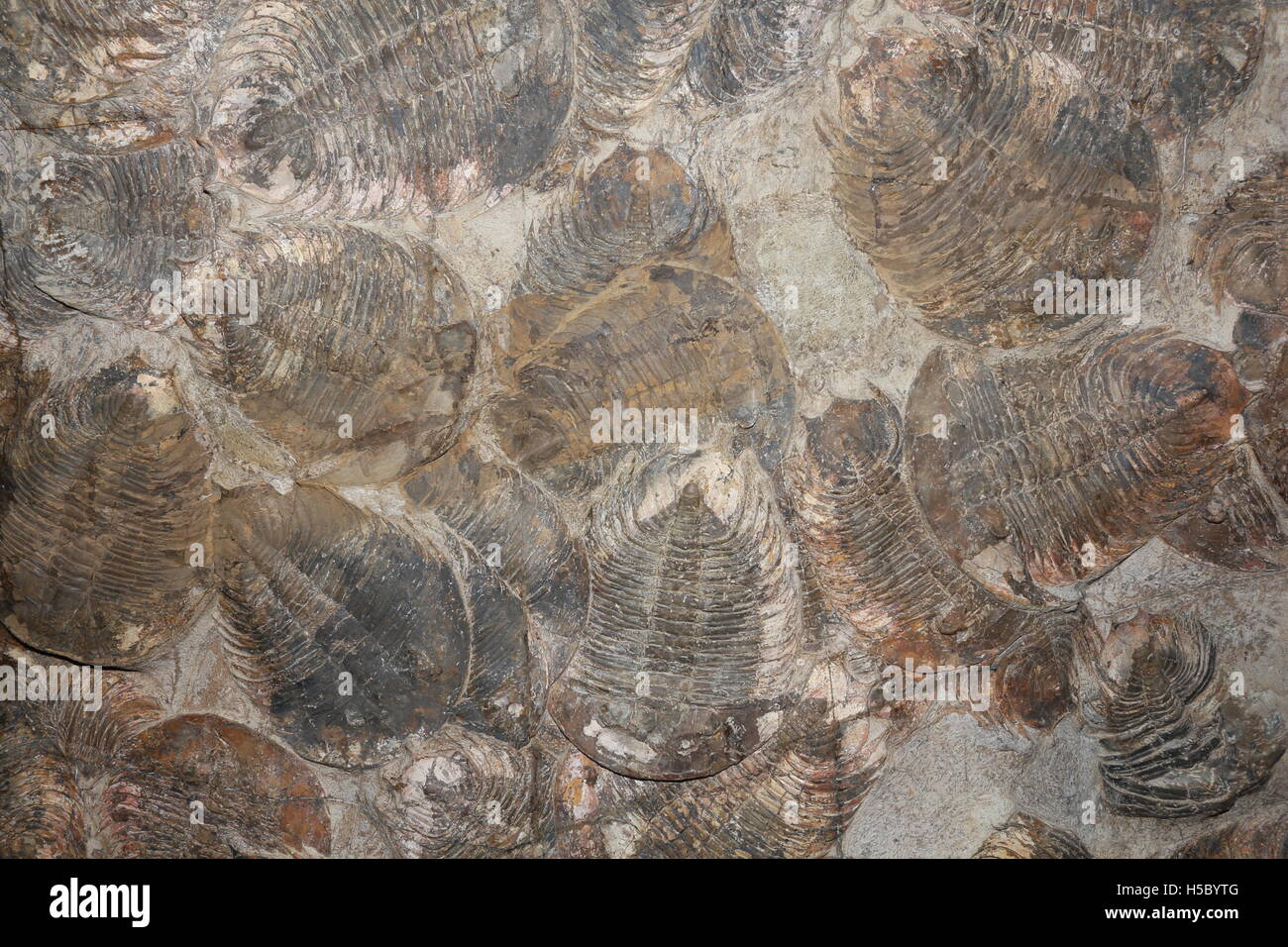 Trilobites hi-res stock photography and images - Alamy