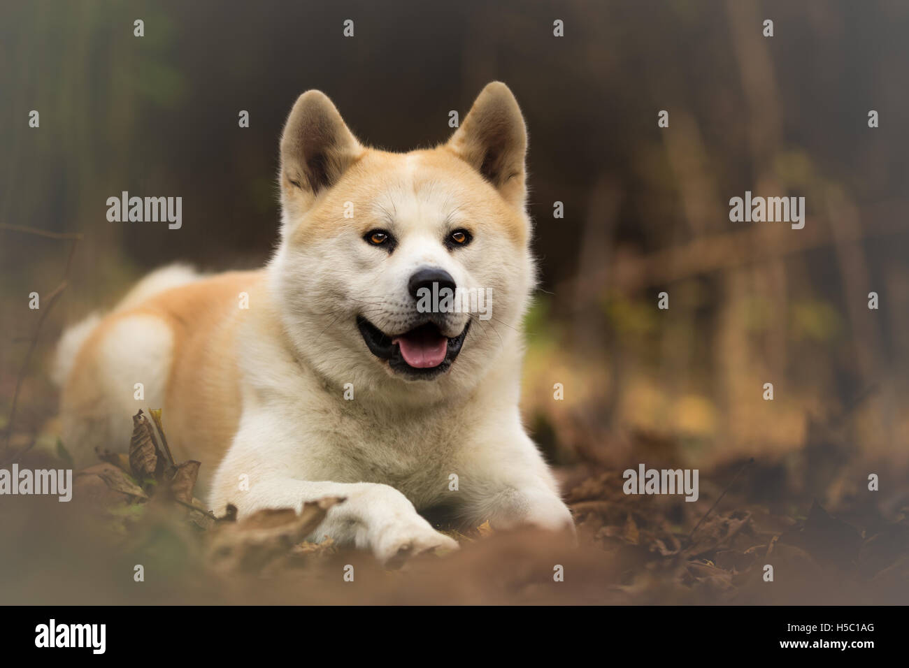 Akita Inu dog in forest Stock Photo - Alamy