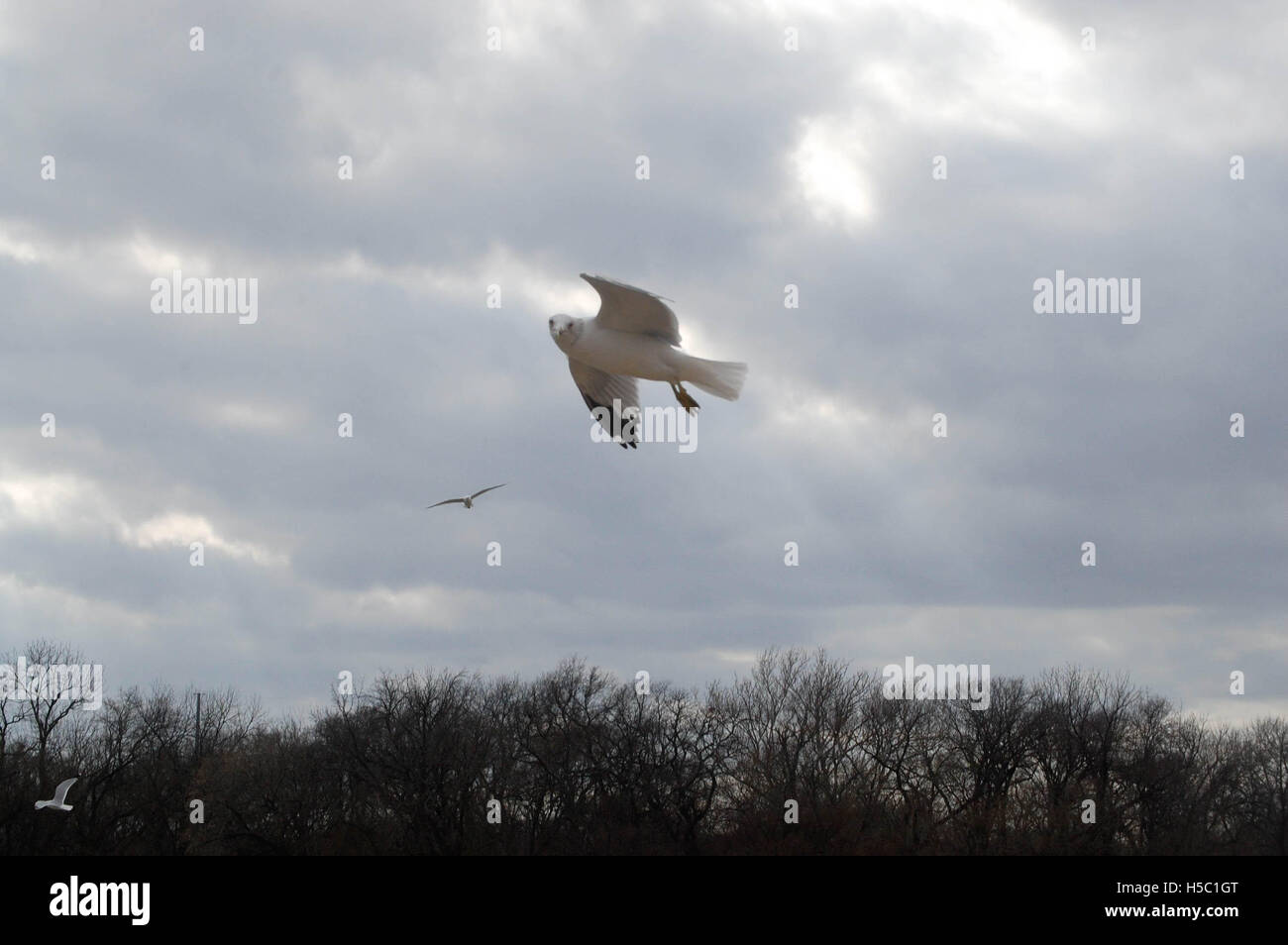 A bird smiling for the camera Stock Photo - Alamy