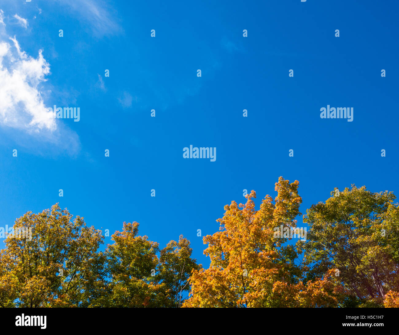 Looking treetops hi-res stock photography and images - Alamy
