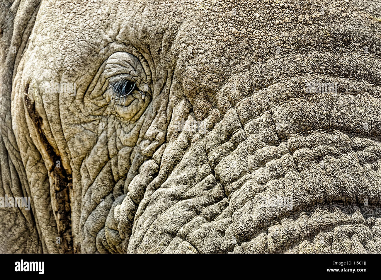 Close up elephant face hi-res stock photography and images - Alamy