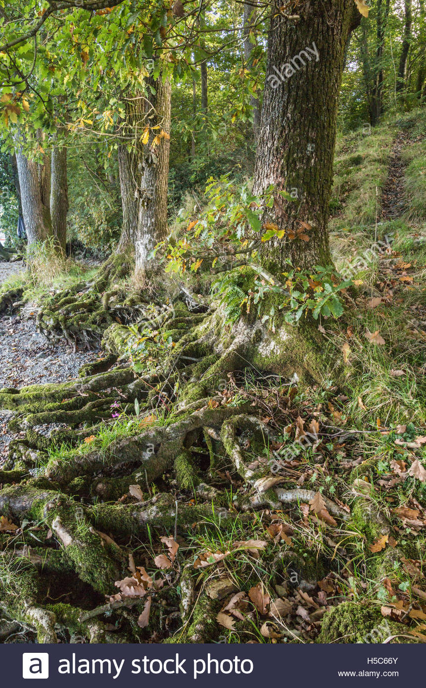 Exposed Roots Oak Tree Stock Photos & Exposed Roots Oak Tree Stock ...