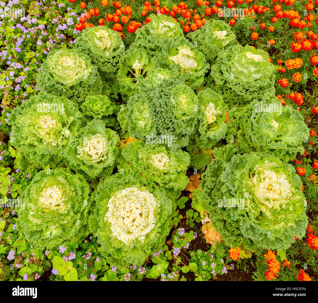 Cabbage flower on the flowerbed in the city park Stock Photo - Alamy