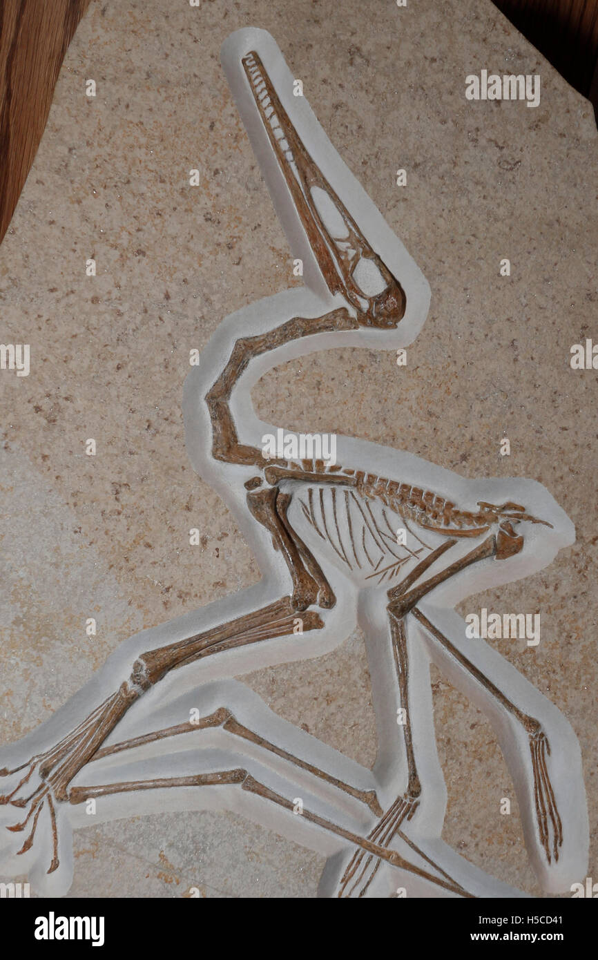 Pterosaur fossil hi-res stock photography and images - Alamy