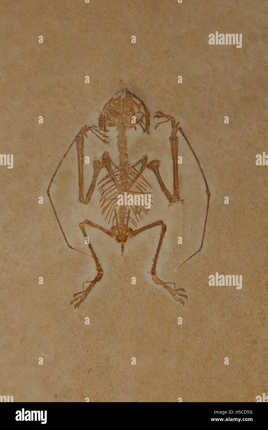 Scaphognathus Bone Structure