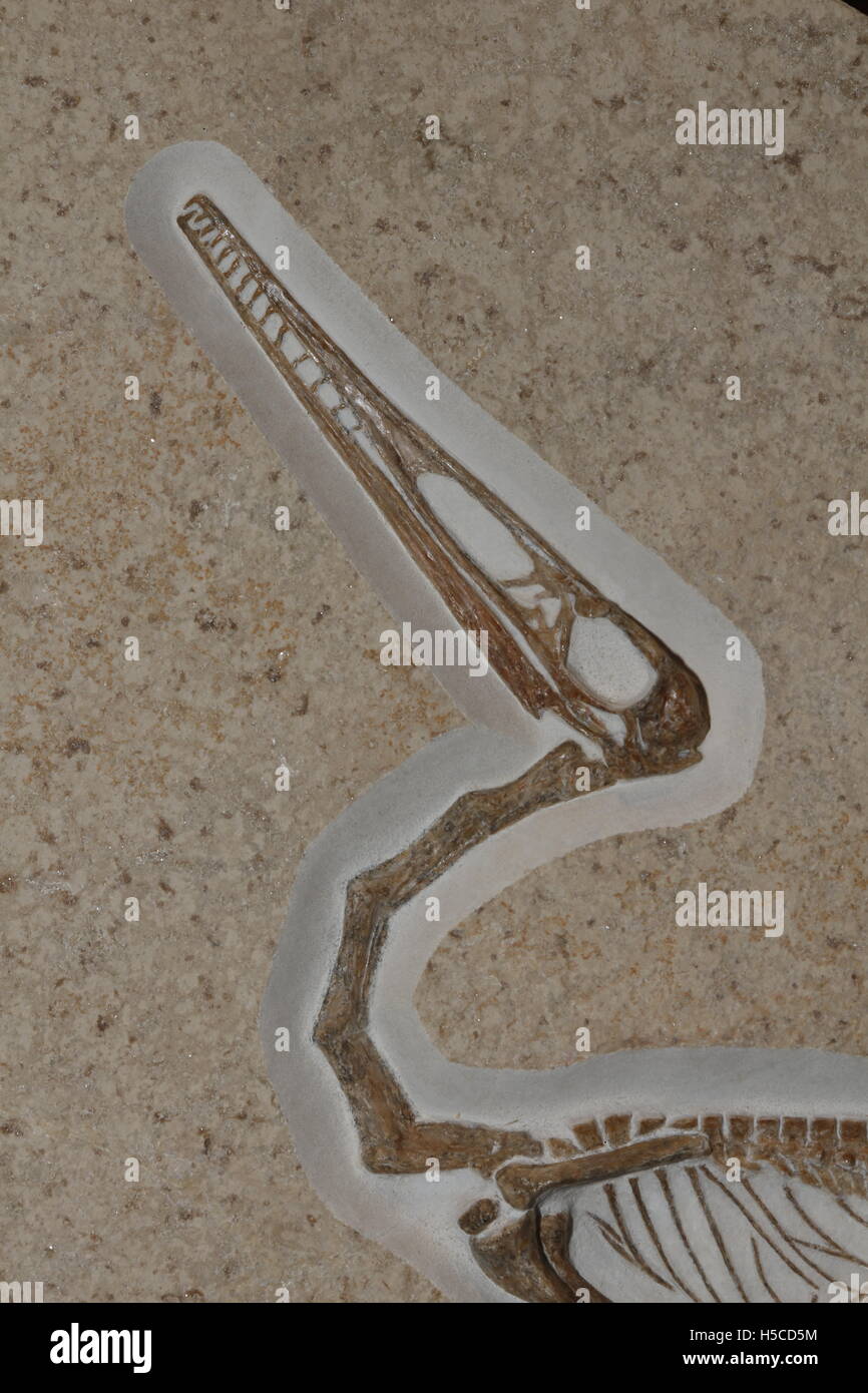 Pterosaur fossil hi-res stock photography and images - Alamy