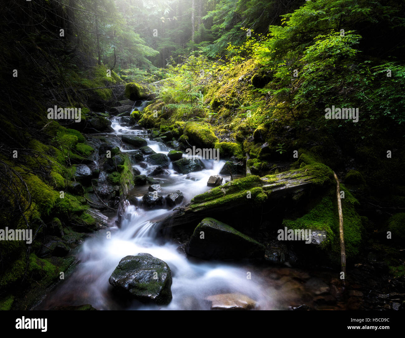Flowing stream through green mossy forest Stock Photo - Alamy