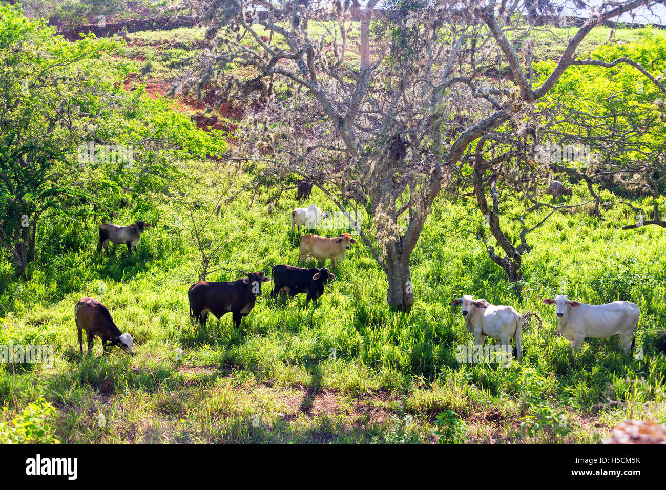 Colombia travel cows landscape hi-res stock photography and images - Alamy