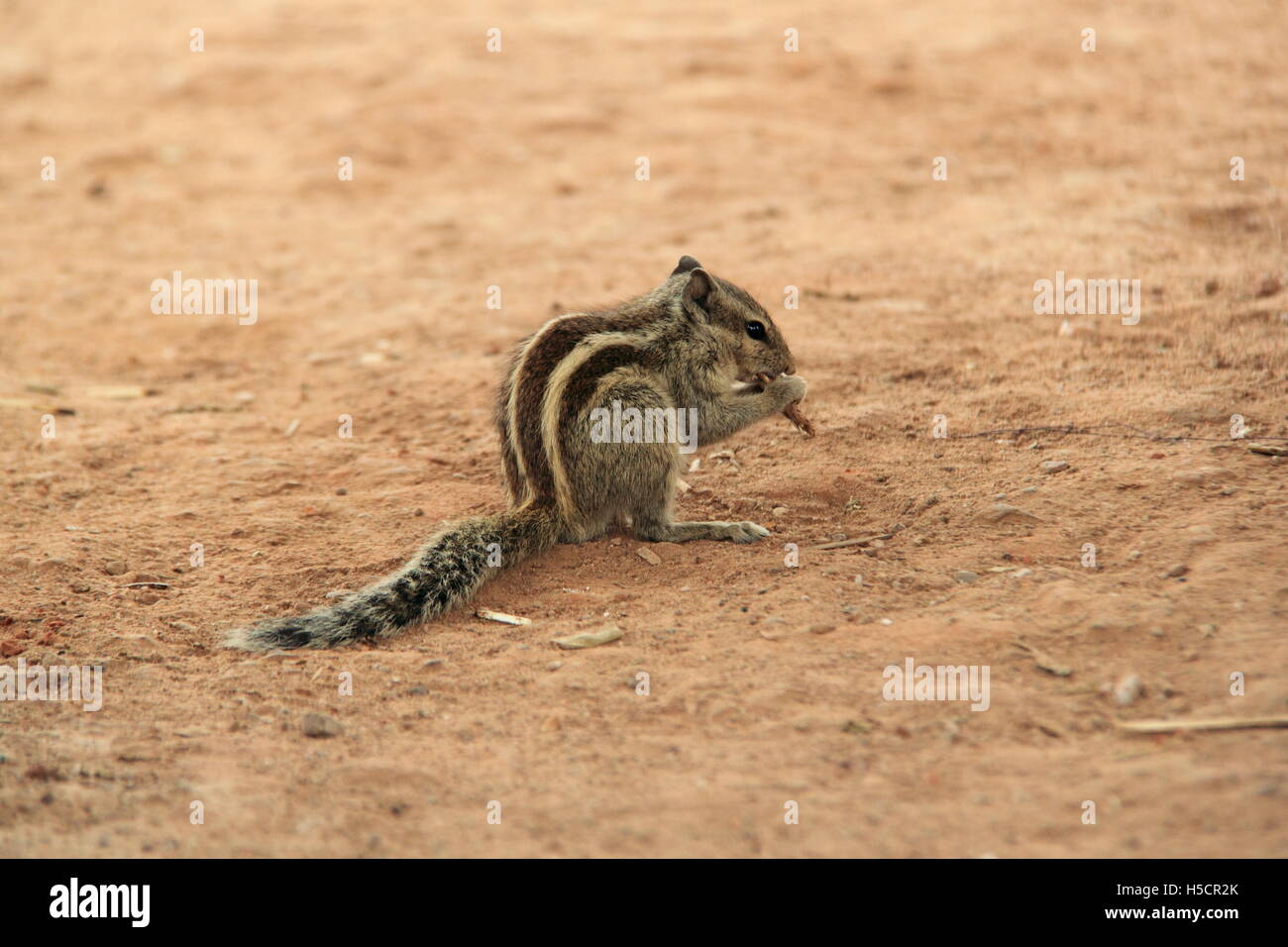 Indian palm squirrels hi-res stock photography and images - Alamy