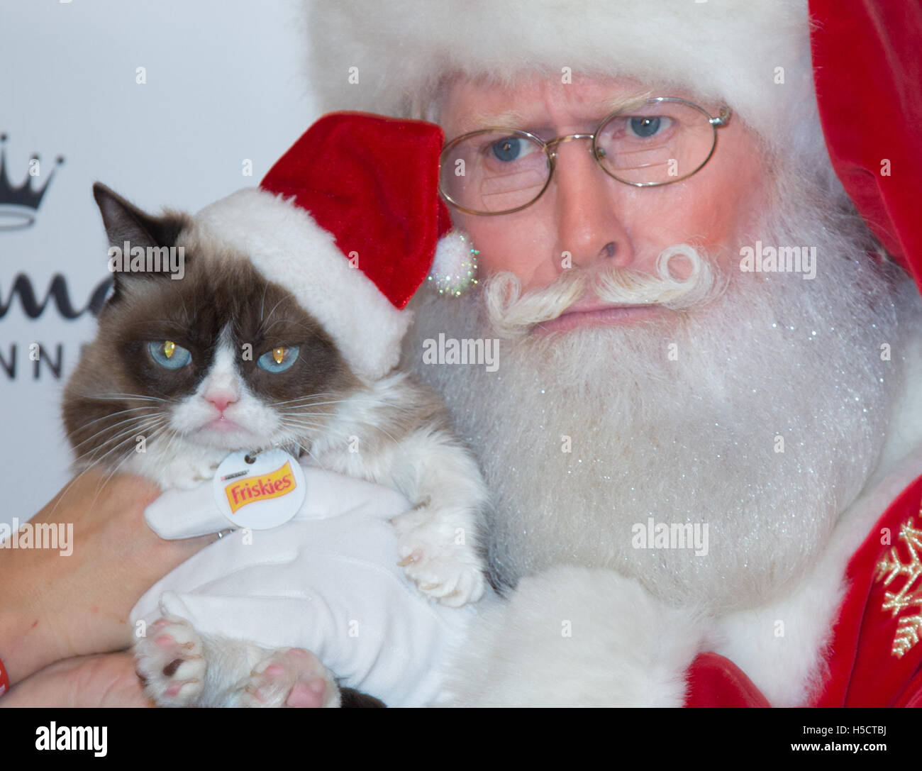 Grumpy Cat Christmas Stock Photos & Grumpy Cat Christmas Stock Images ...
