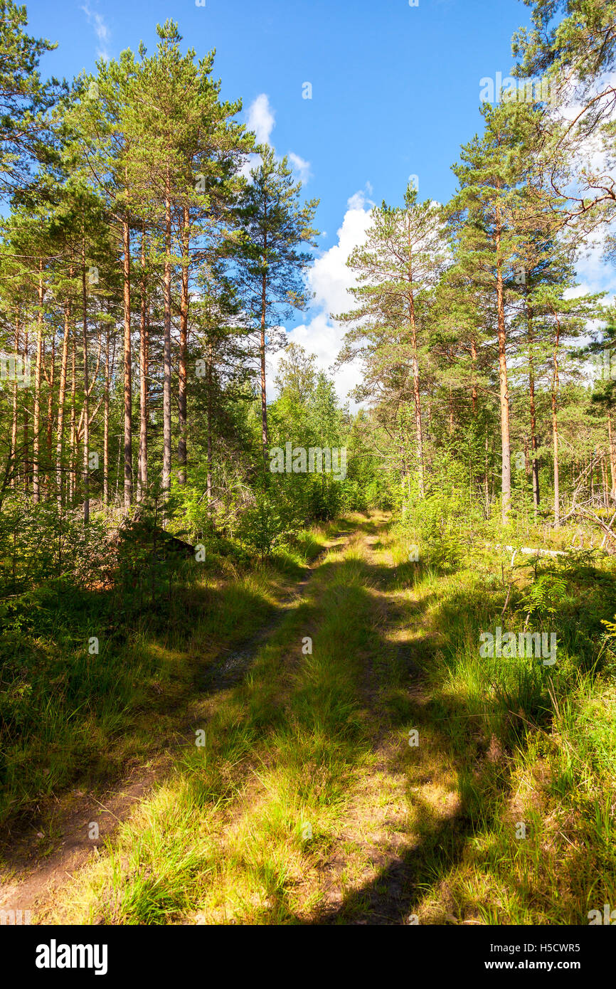 Tall pine trees in the summer forest Stock Photo - Alamy