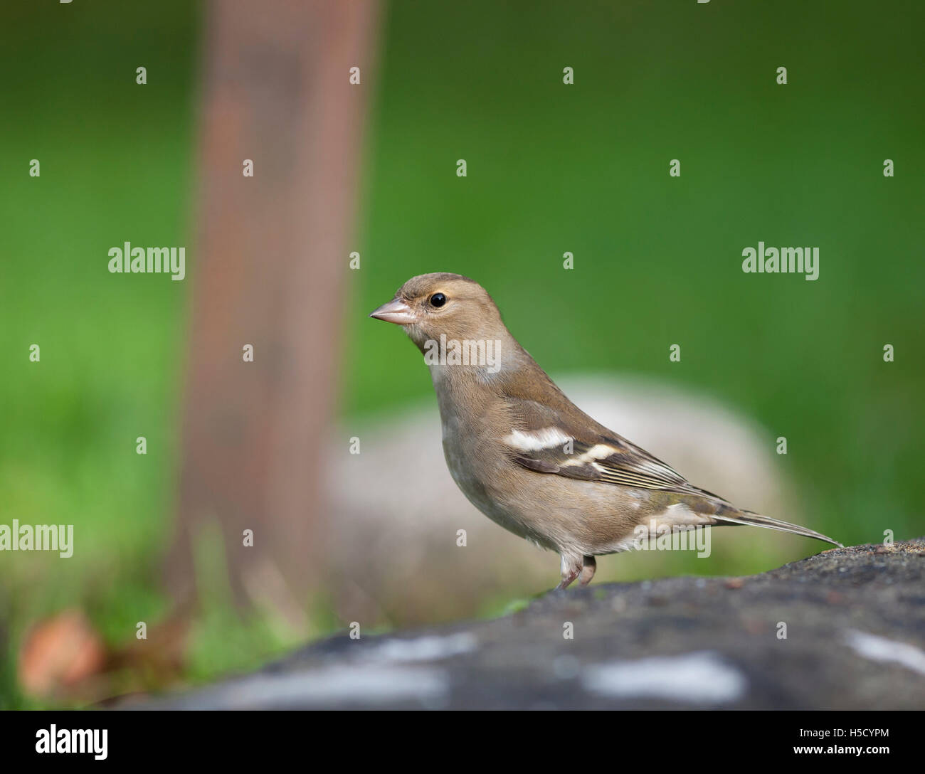 Hen chaffinch hi-res stock photography and images - Alamy