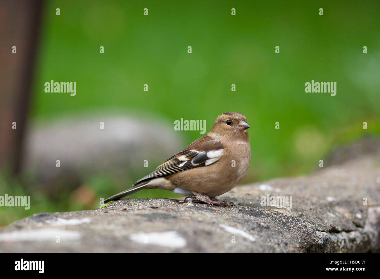 Hen chaffinch hi-res stock photography and images - Alamy