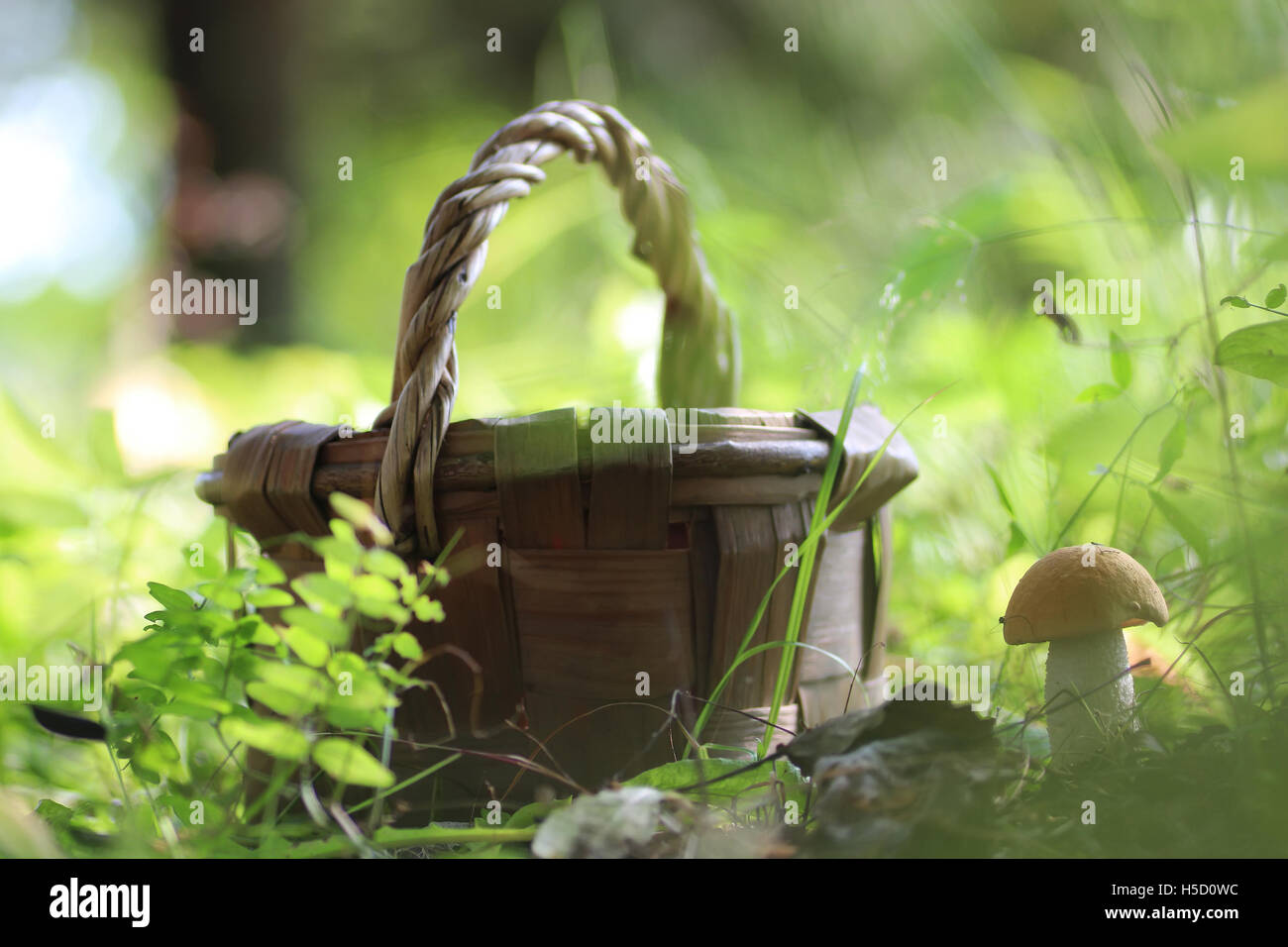 edible red hat mushroom Stock Photo - Alamy
