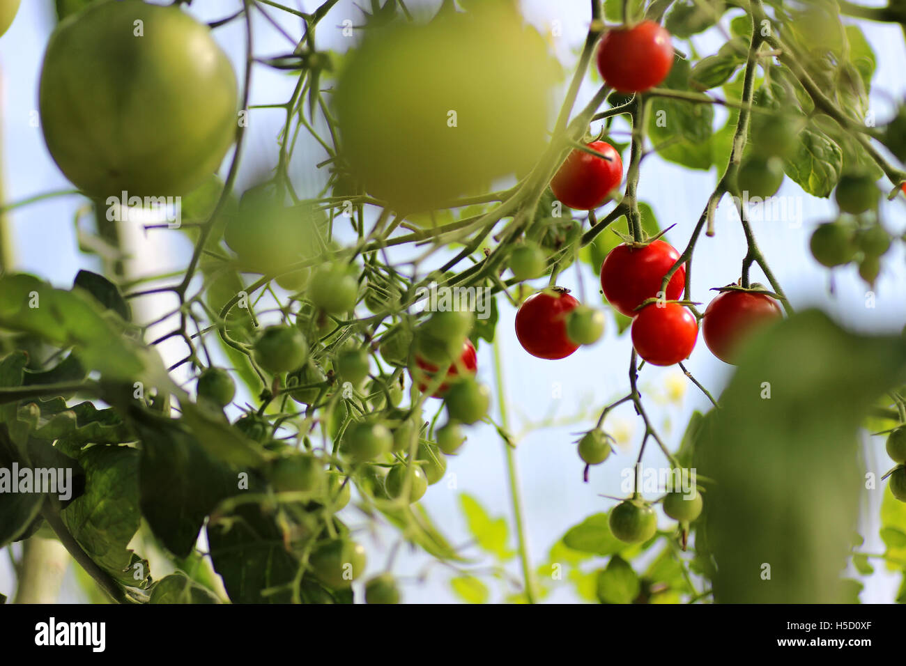 tomato on branch crop Stock Photo - Alamy