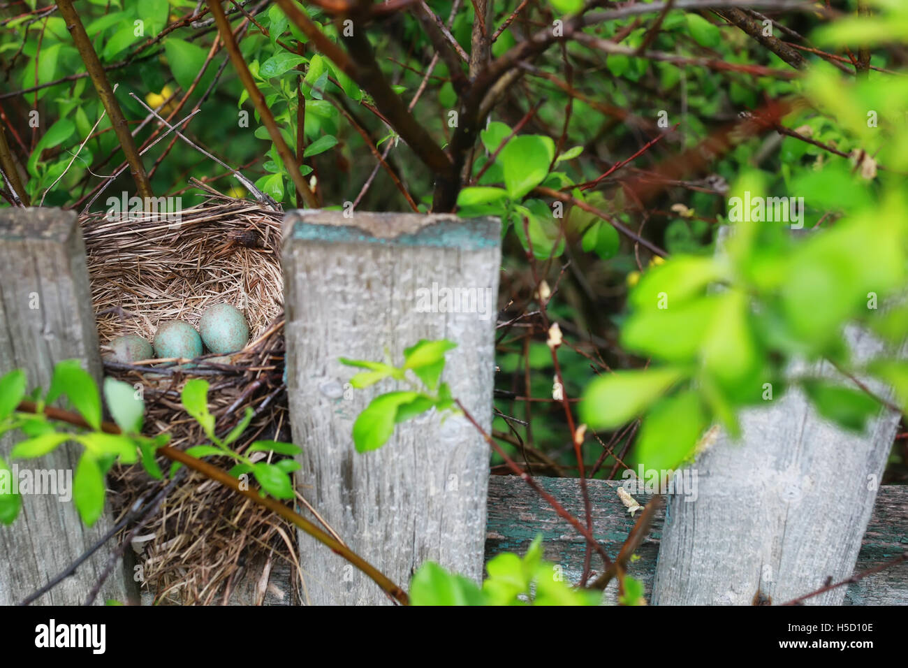 bird nest in nature Stock Photo - Alamy