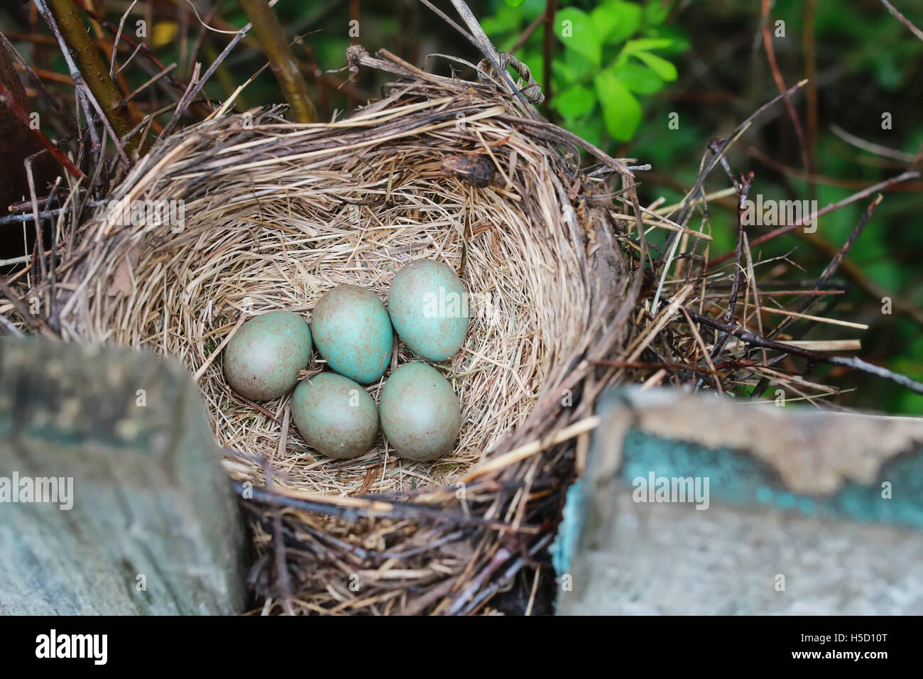 bird nest in nature Stock Photo - Alamy
