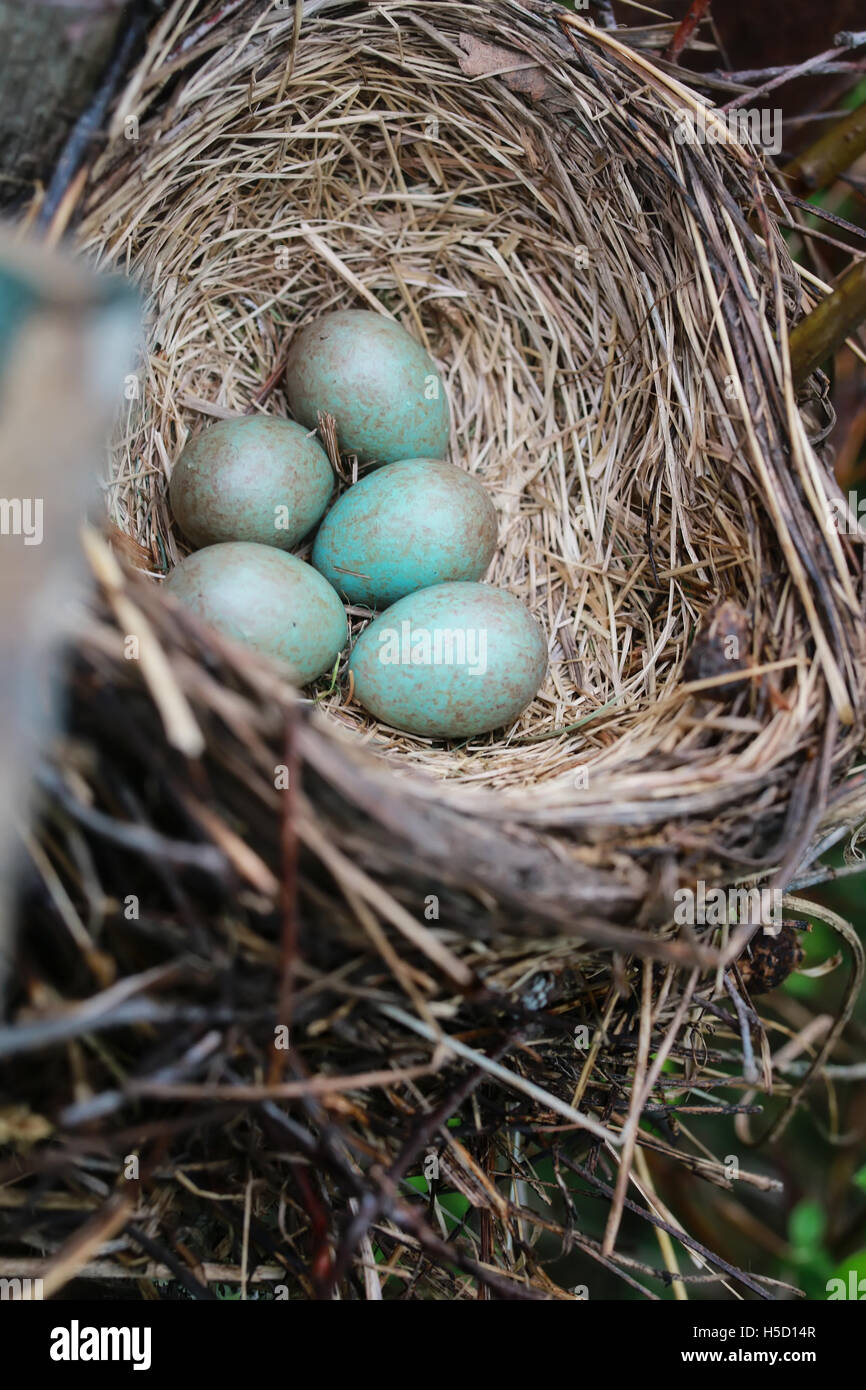 bird nest in nature Stock Photo - Alamy