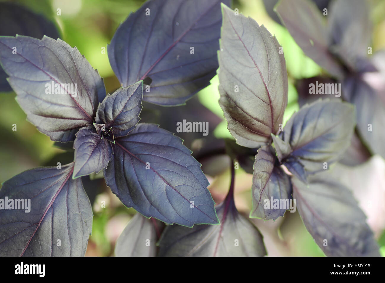 purple basil bush Stock Photo - Alamy