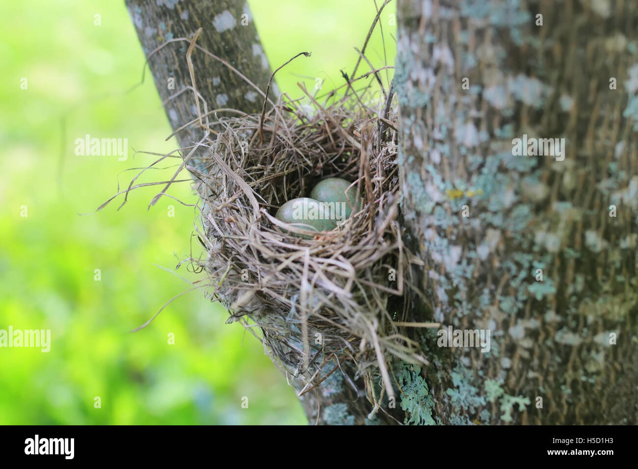 bird nest in nature Stock Photo - Alamy