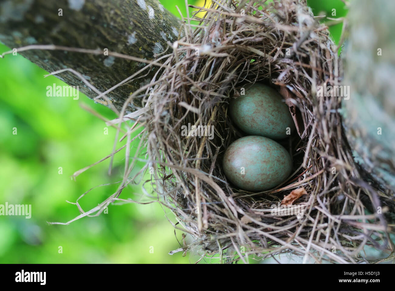 bird nest in nature Stock Photo - Alamy
