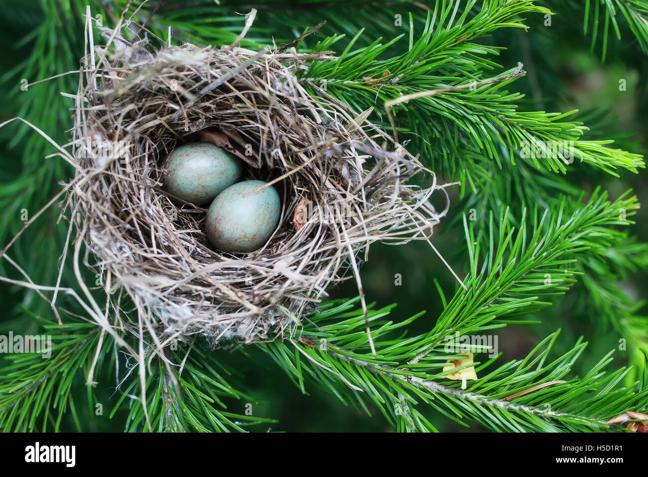 bird nest in nature Stock Photo - Alamy