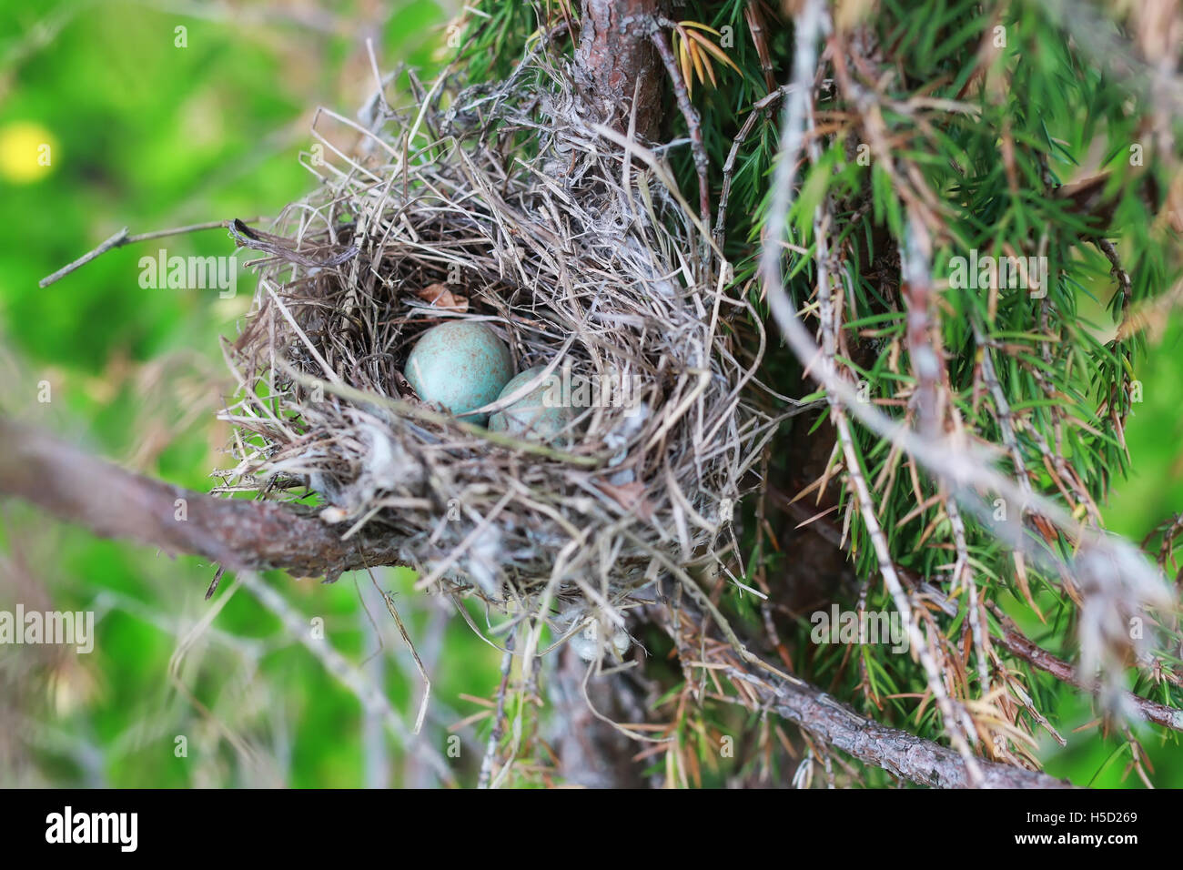 bird nest in nature Stock Photo - Alamy