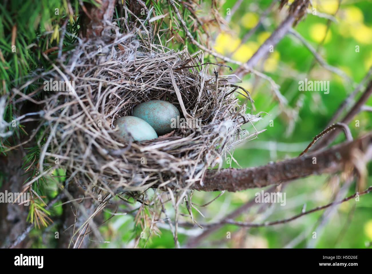 bird nest in nature Stock Photo - Alamy