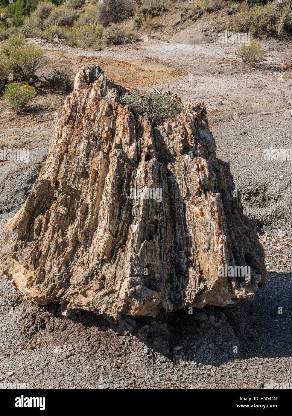 Petrified wood tree trunk, Petrified Forest, Theodore Roosevelt ...