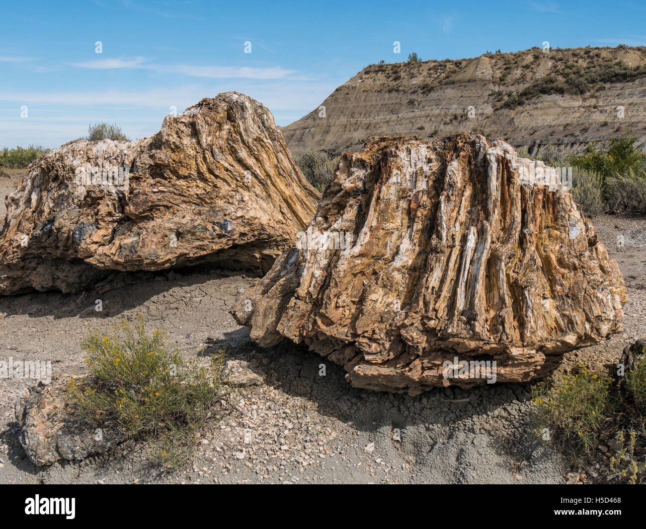 Petrified wood tree trunk, Petrified Forest, Theodore Roosevelt ...