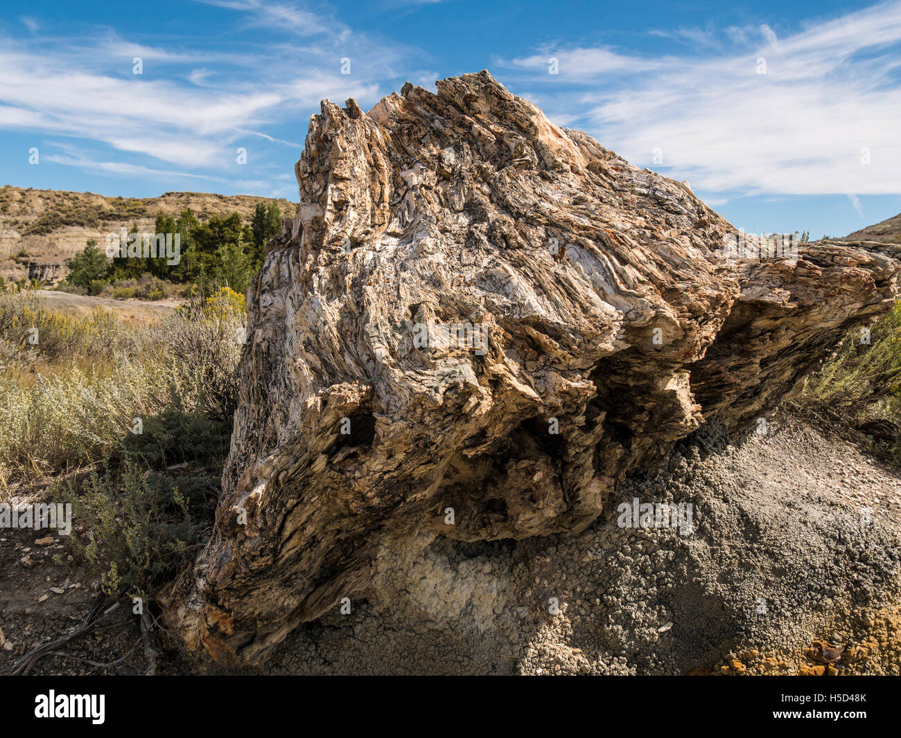 Petrified wood tree trunk, Petrified Forest, Theodore Roosevelt ...