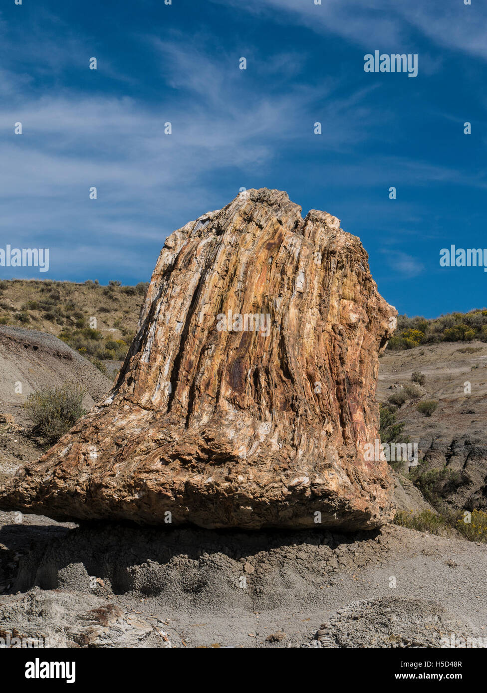 Petrified wood tree trunk, Petrified Forest, Theodore Roosevelt ...