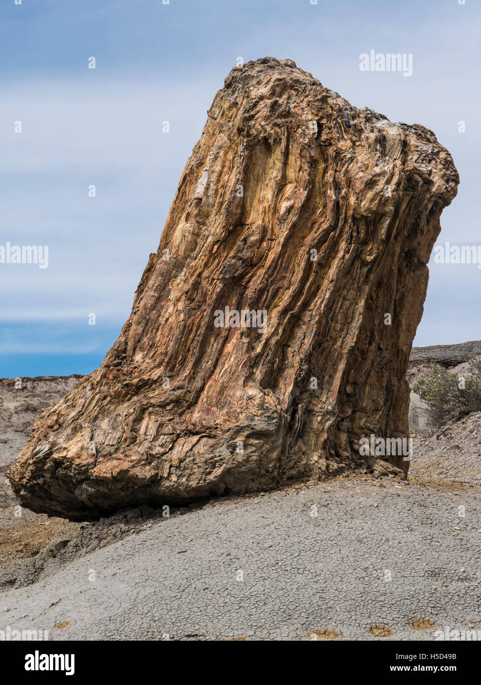 Petrified wood tree trunk, Petrified Forest, Theodore Roosevelt ...