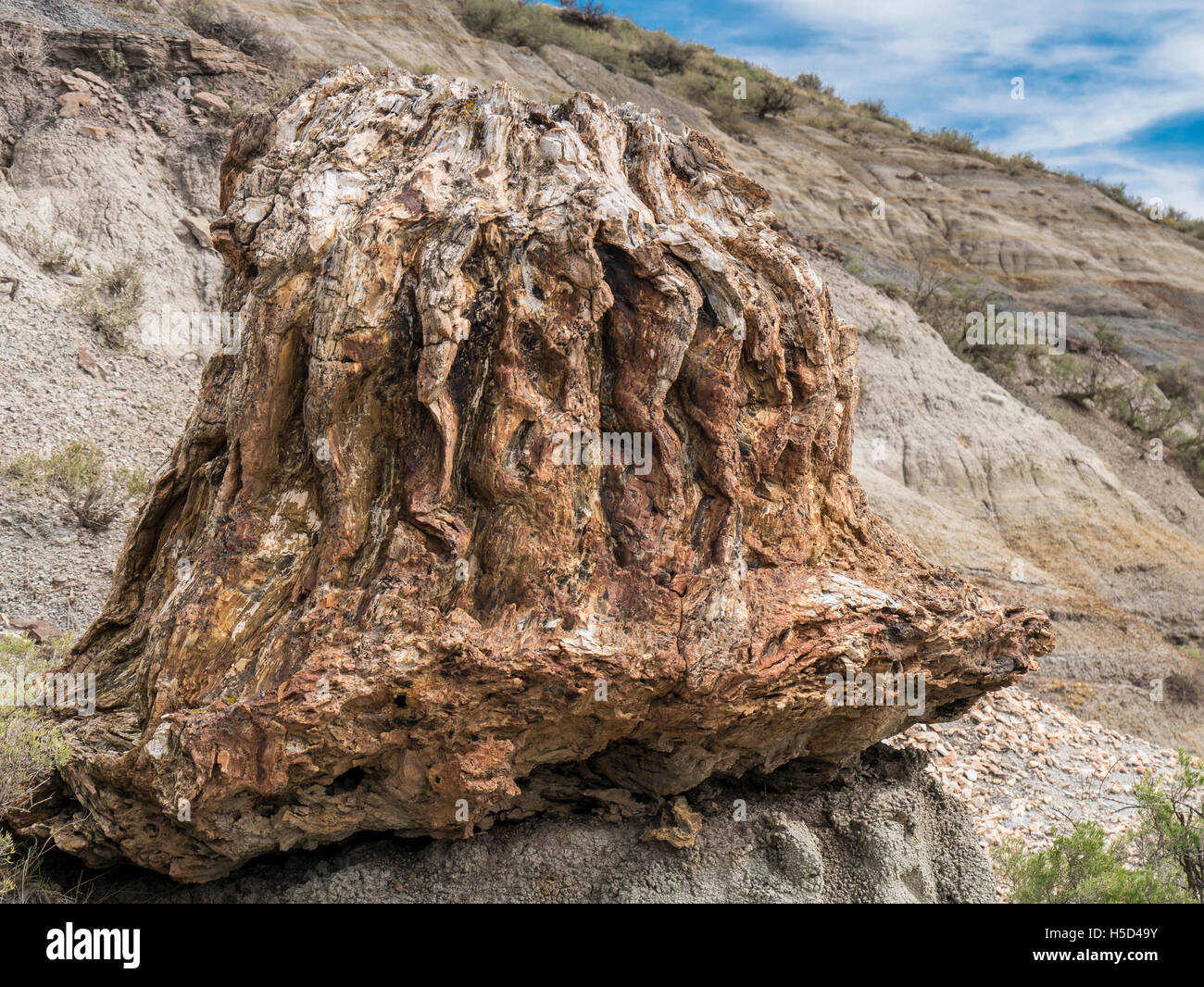 Petrified wood tree trunk, Petrified Forest, Theodore Roosevelt ...