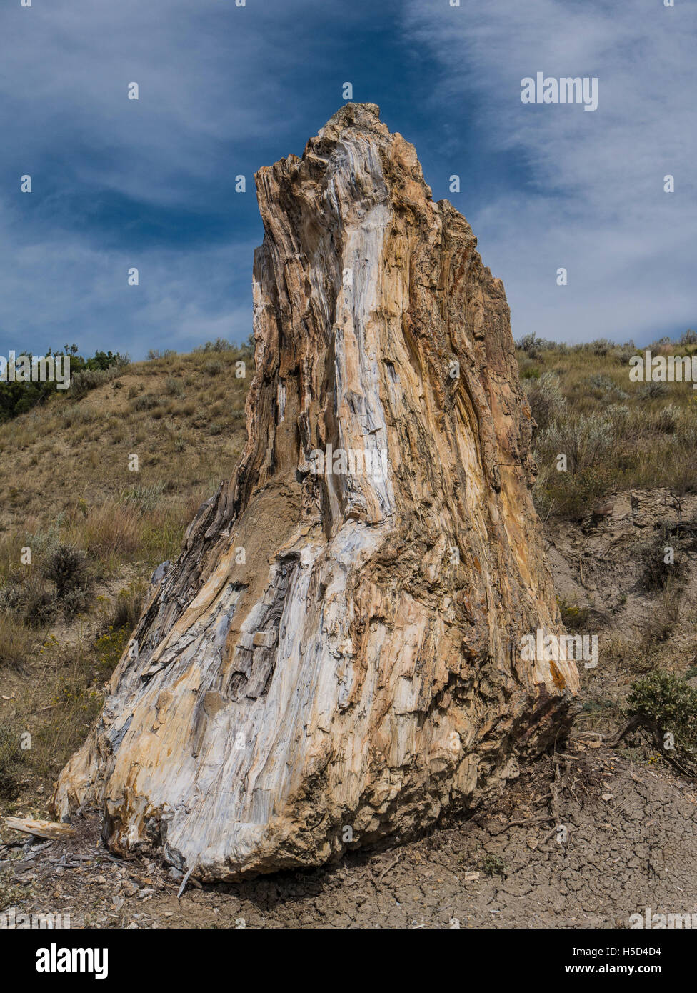 Petrified wood tree trunk, Petrified Forest, Theodore Roosevelt ...