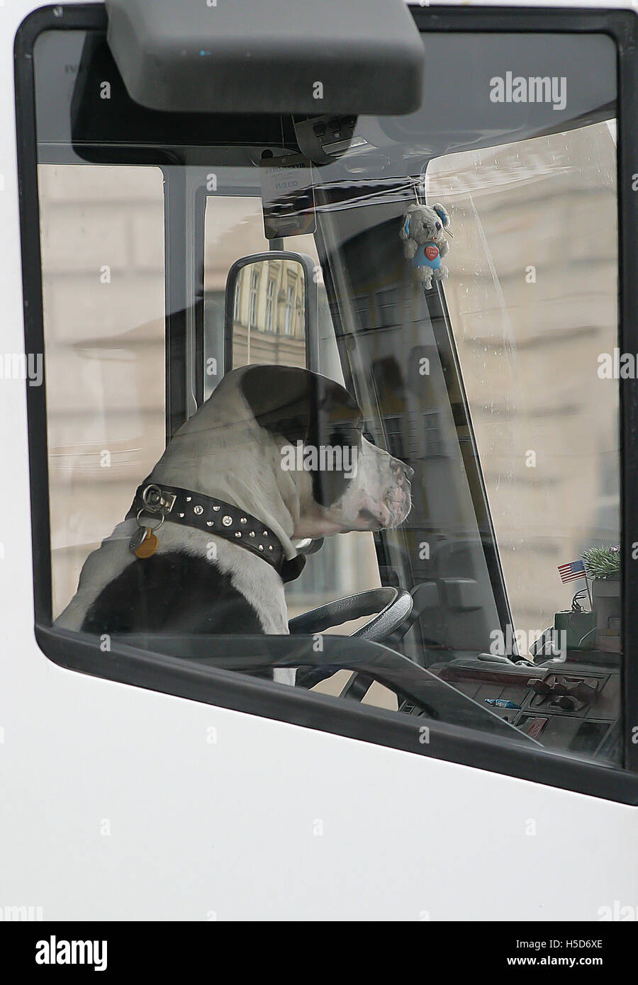 Dog appearing to drive van hi-res stock photography and images - Alamy
