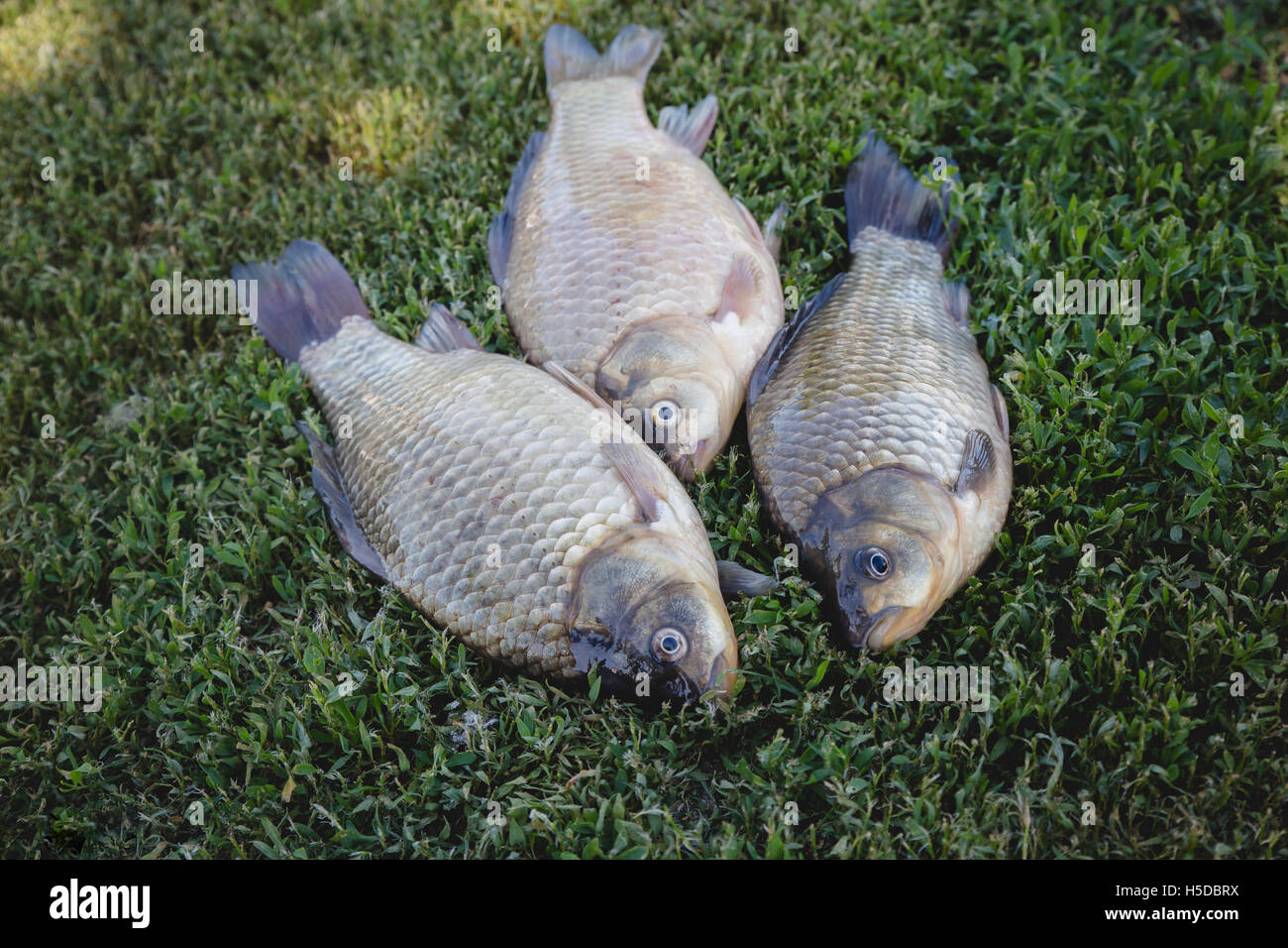 Crucian carp fish swimming in the pond Stock Photo - Alamy