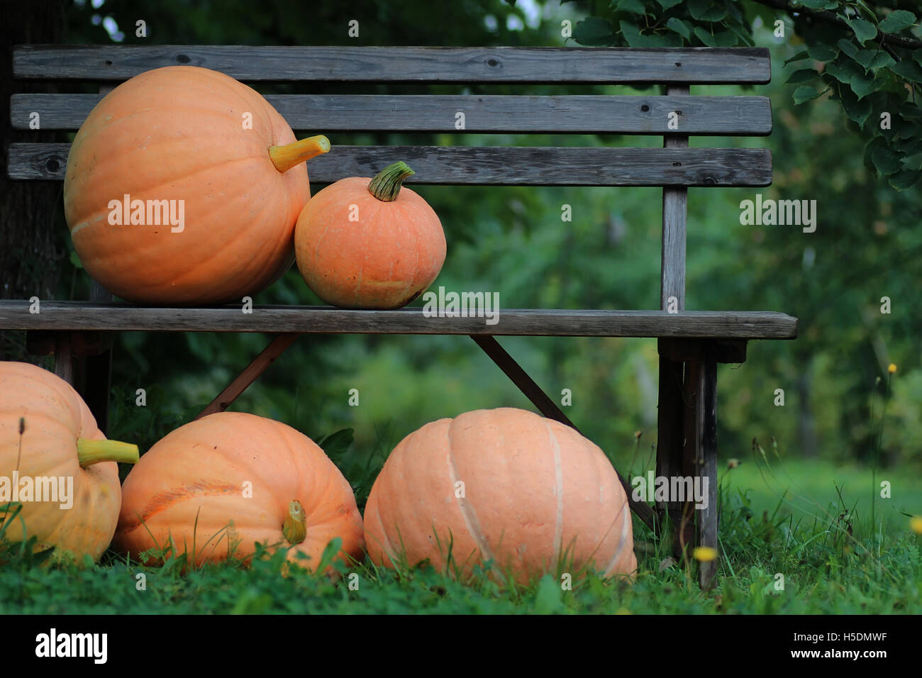 pumpkin outdoor nature autumn Stock Photo - Alamy