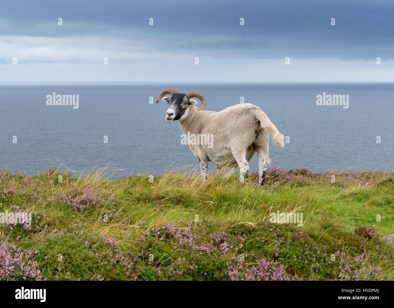 Sheep by the sea scottish highlands hi-res stock photography and images ...