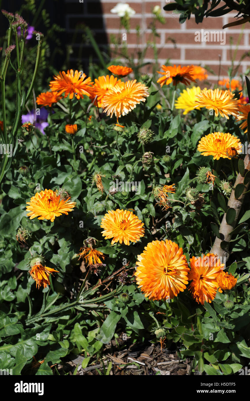 Pot Marigold or also known as Calendula officinalis in full bloom Stock ...