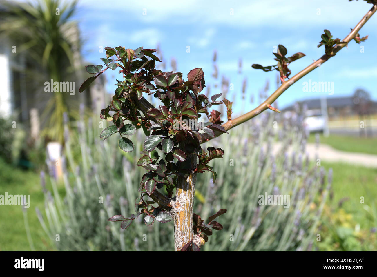 Close up Rose bush isolated with no flower Stock Photo - Alamy
