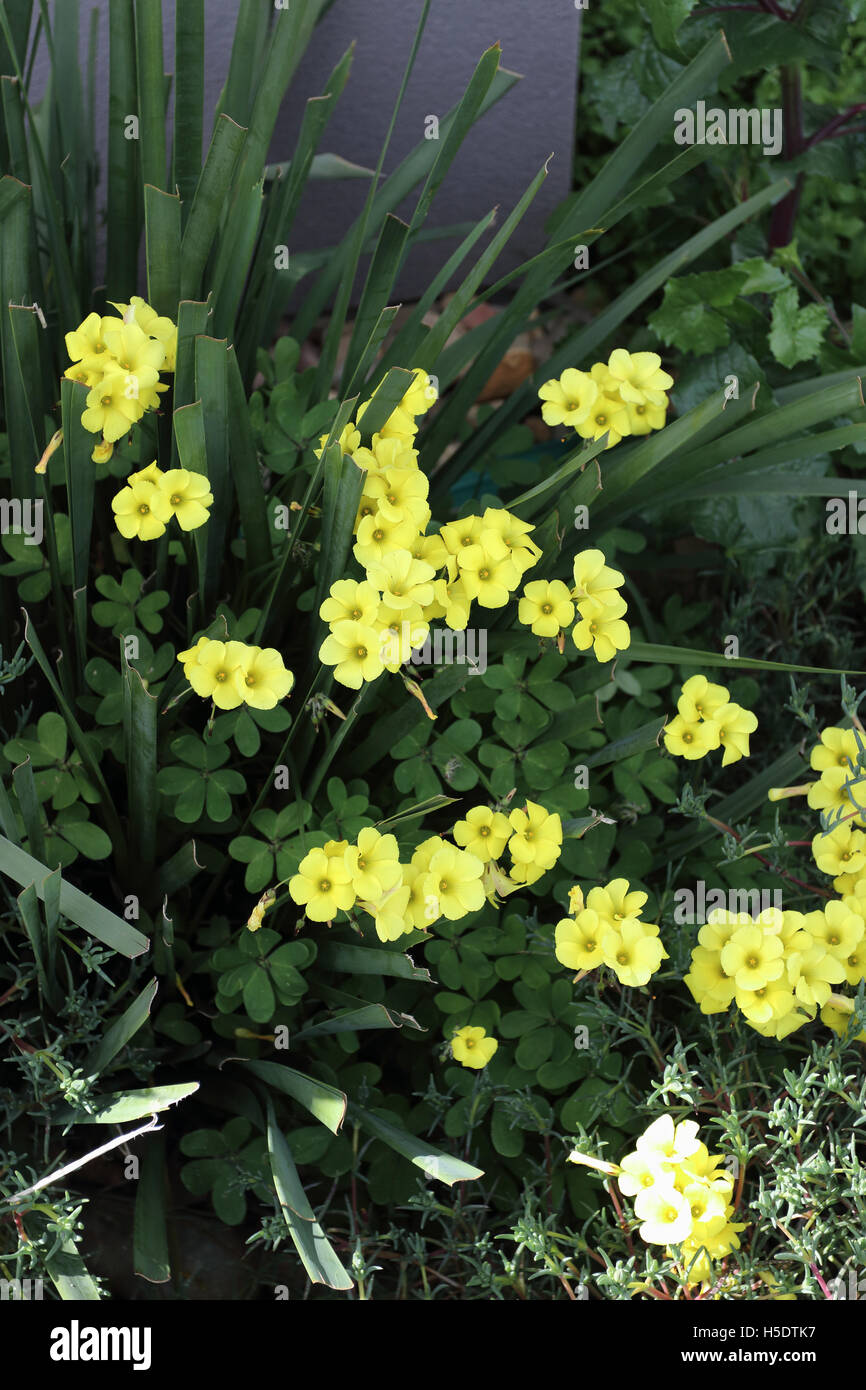 Oxalis pes-caprae or known as Bermuda buttercup, African wood-sorrel ...